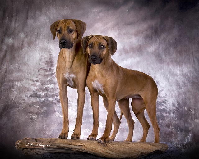 RoKa Ridge – Home of our Rhodesian Ridgebacks in Rogue River, Oregon